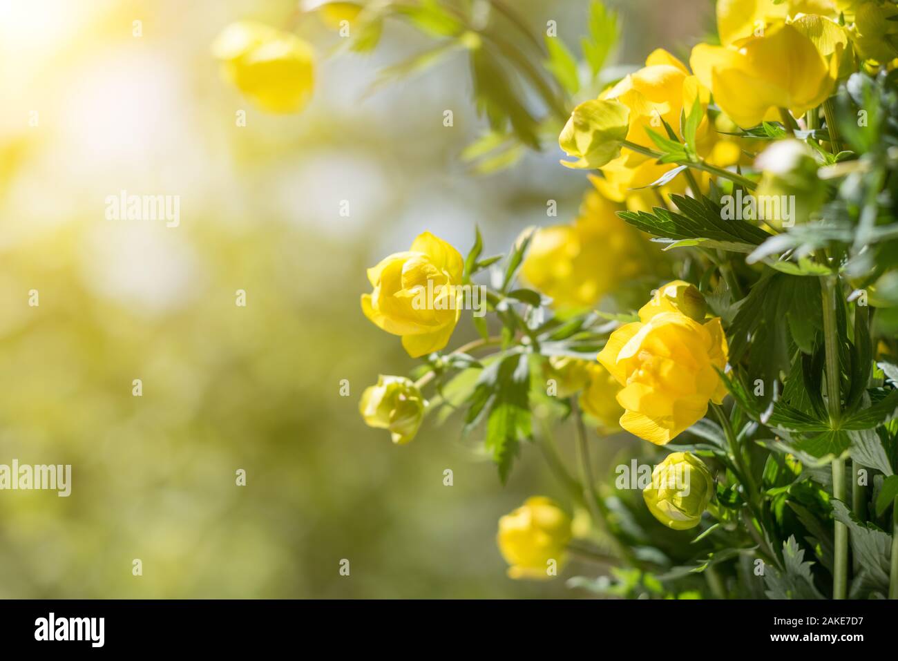 Spring background with beautiful yellow flowers. Closeup Stock Photo ...