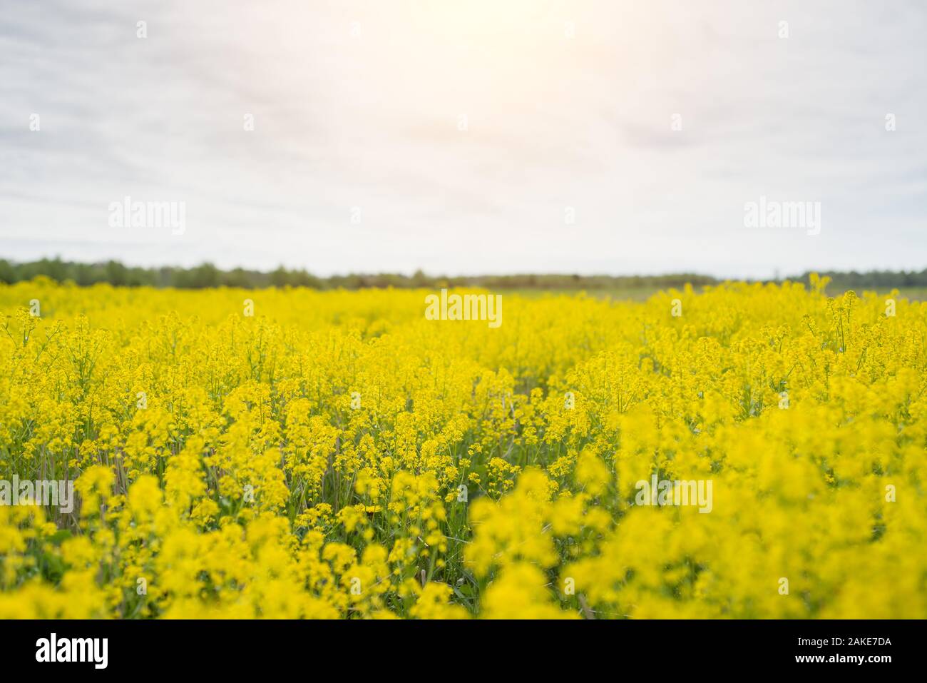 Spring background with beautiful yellow flowers. Closeup Stock Photo ...