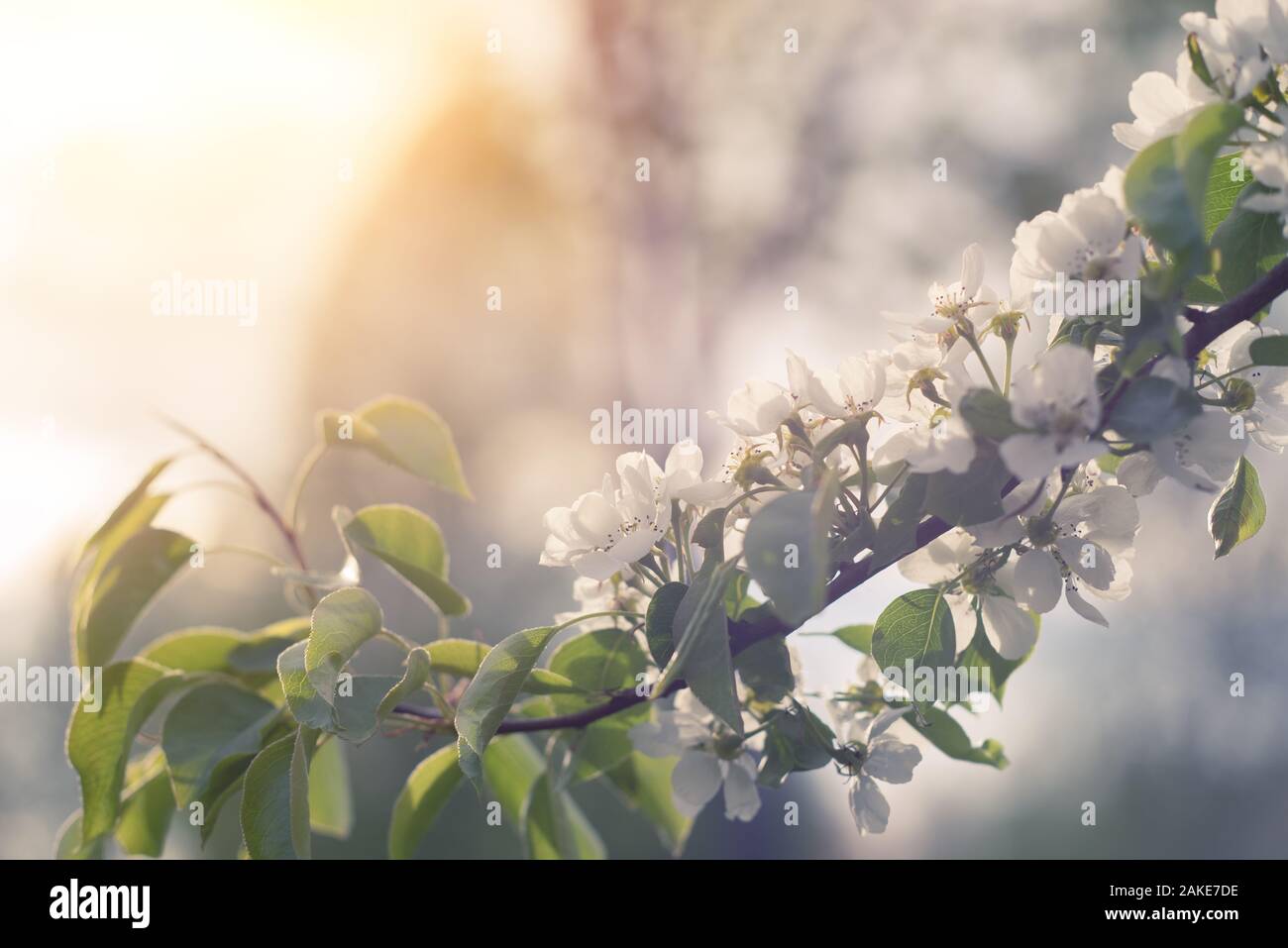 Beautiful apple tree branch with sun. Close up Stock Photo - Alamy