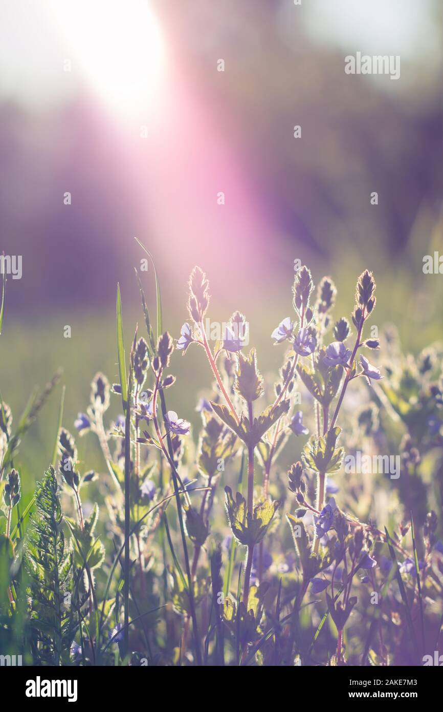 Spring background with beautiful violet flowers. Closeup Stock Photo ...