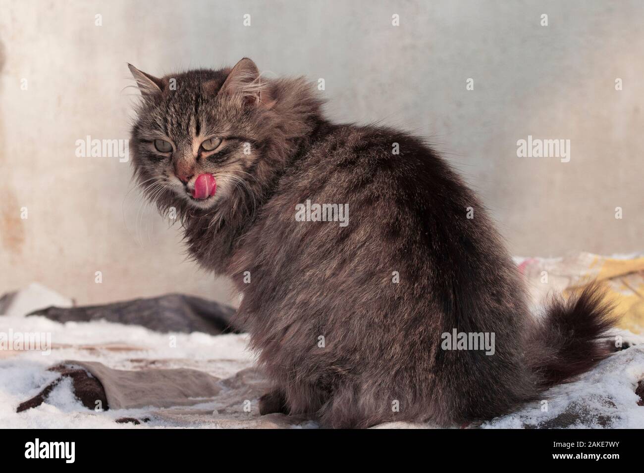 Beautiful cat licks face when eating Stock Photo - Alamy