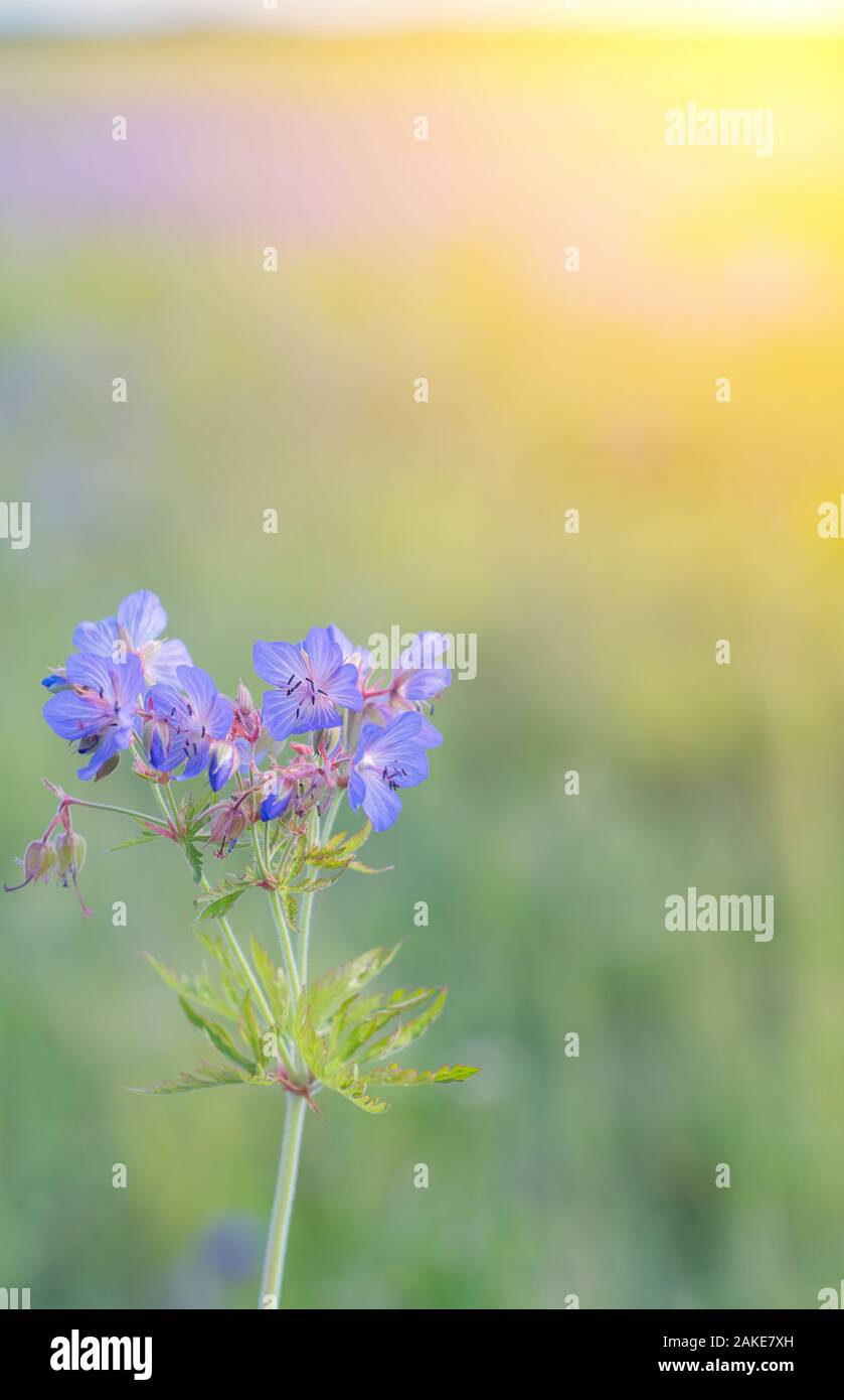Blue, wild flowers with sunlight. Close up Stock Photo - Alamy