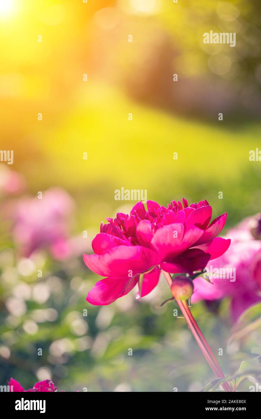 Beautiful magenta peonies on a sunny green bokeh background Stock Photo ...