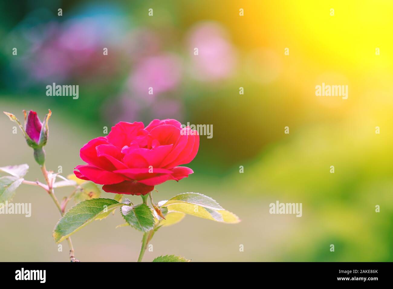 Home rose. Roses in nature. Living Rose. Rose side view Stock Photo - Alamy