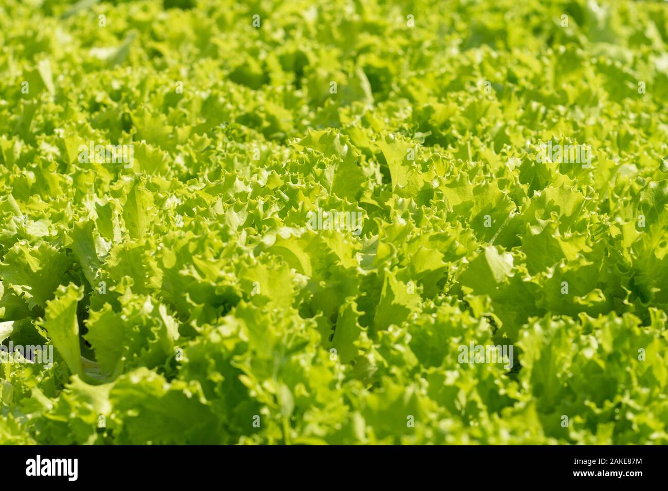 Vibrant lettuce patch garden hi-res stock photography and images - Alamy