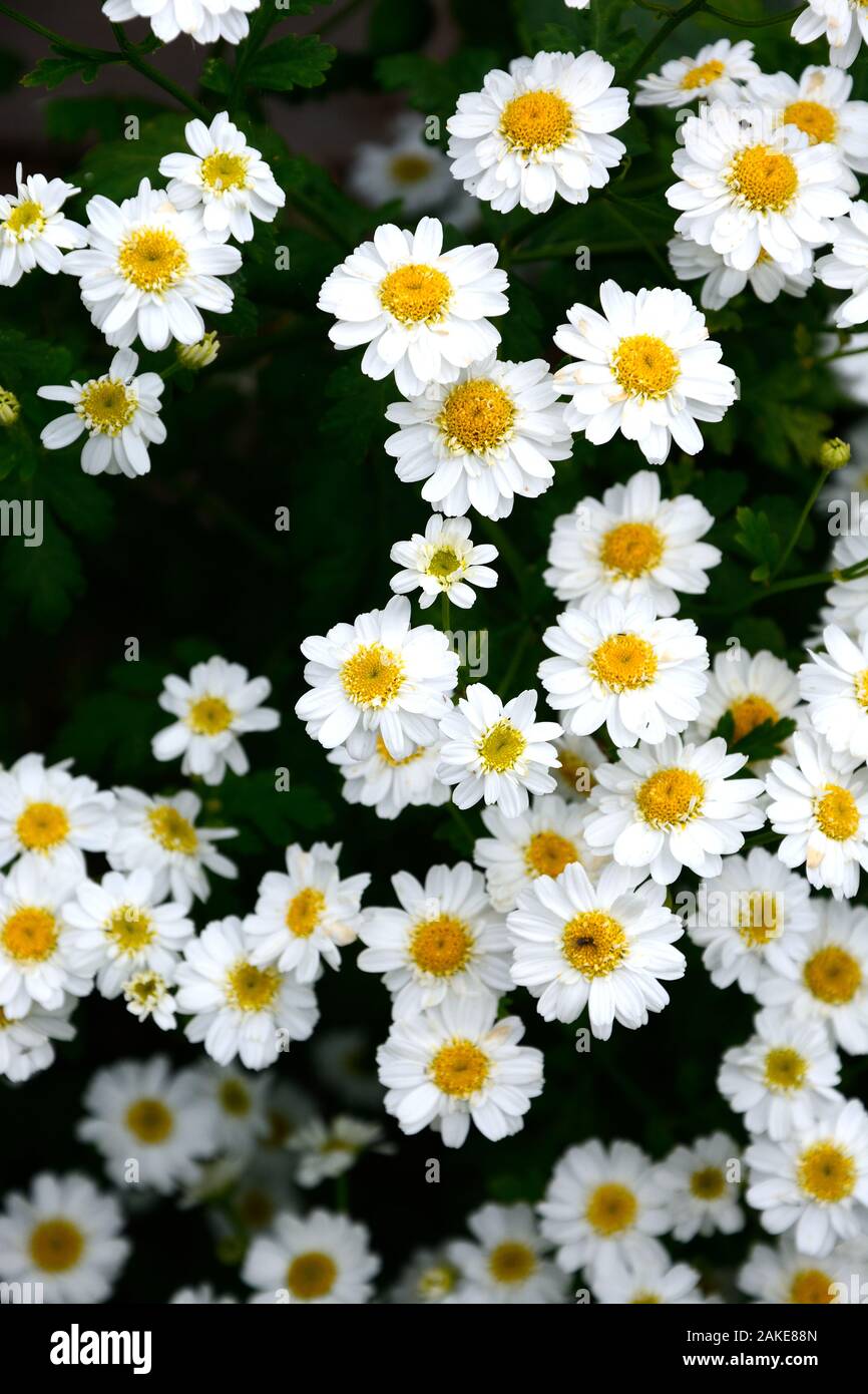 Chrysanthemum Parthenium flowers growing in an English garden, UK Stock ...