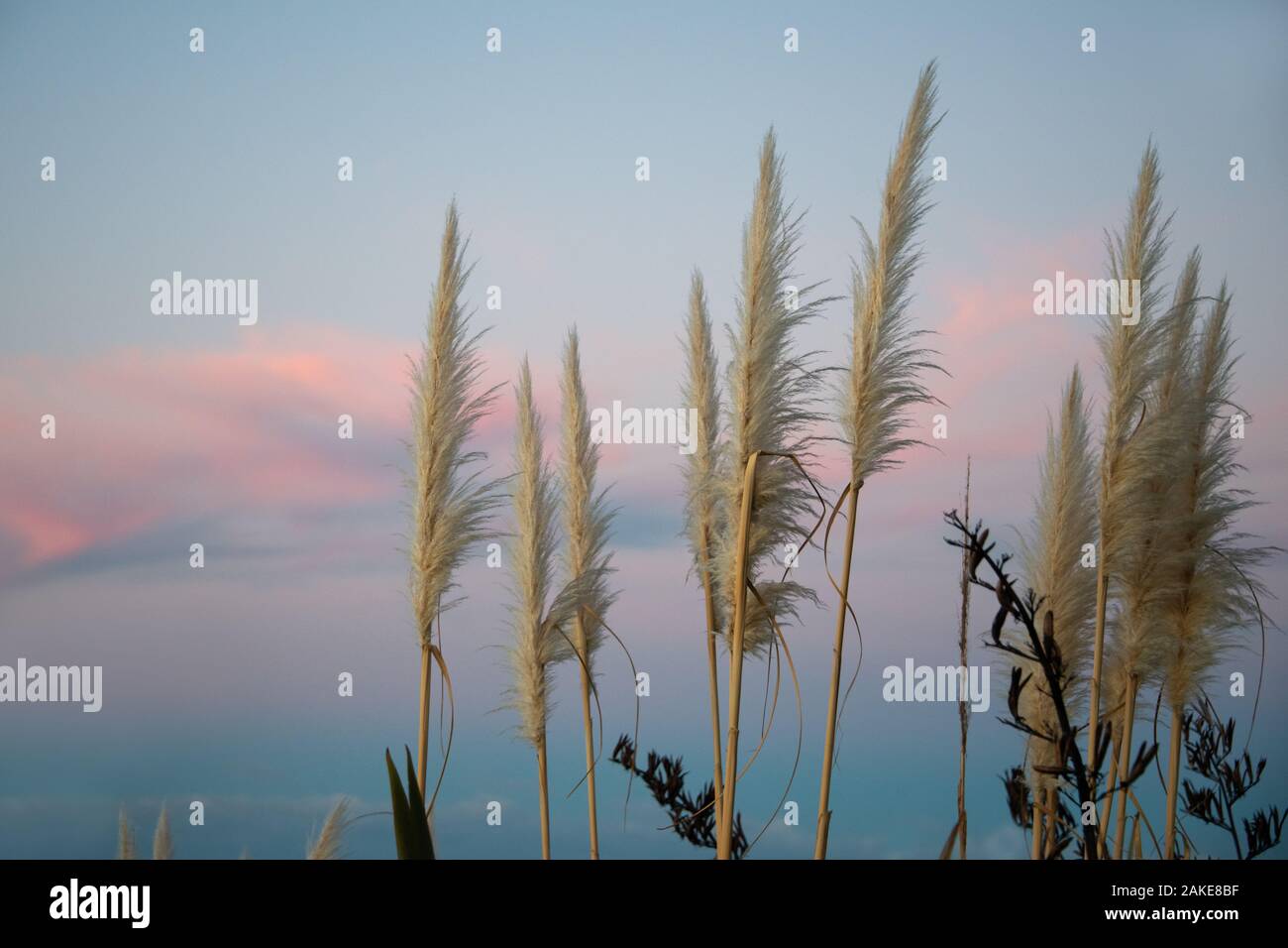 The reeds dancing in the wind at the sunset on the Coromandel Peninsula ...