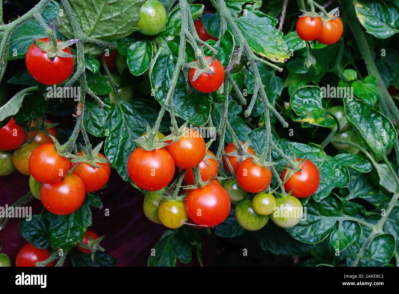 Losetto variety of Tomatoes ripening on the vine, UK Stock Photo - Alamy