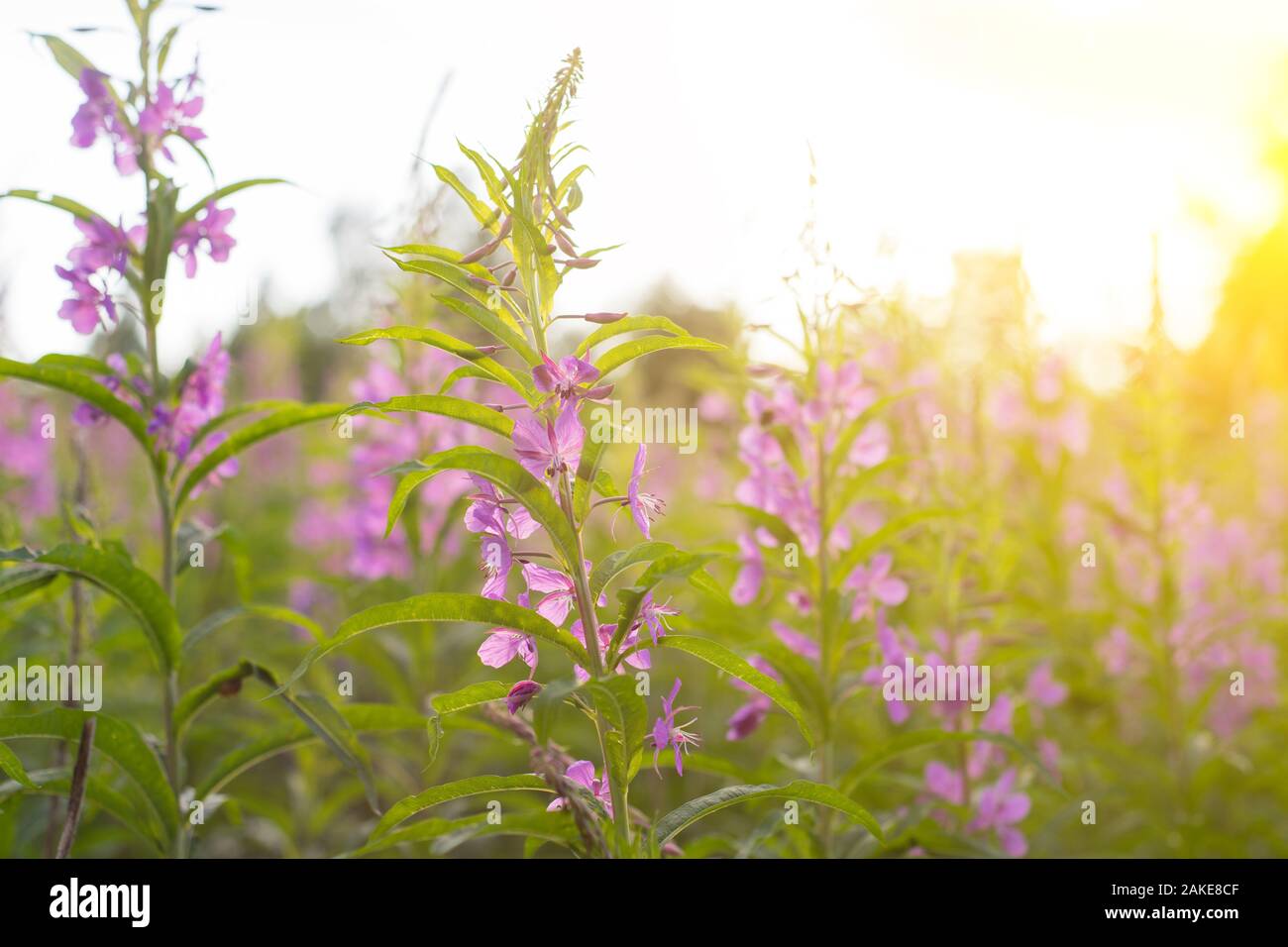 Ivantea hi-res stock photography and images - Alamy