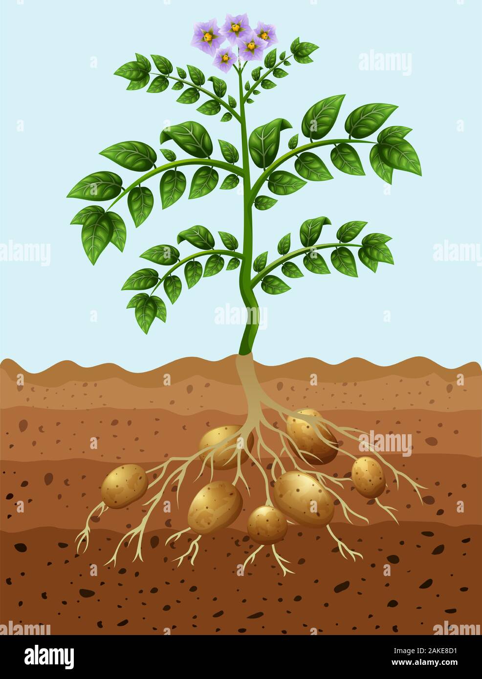 Farmer harvest illustration potatoes Stock Vector Images - Alamy