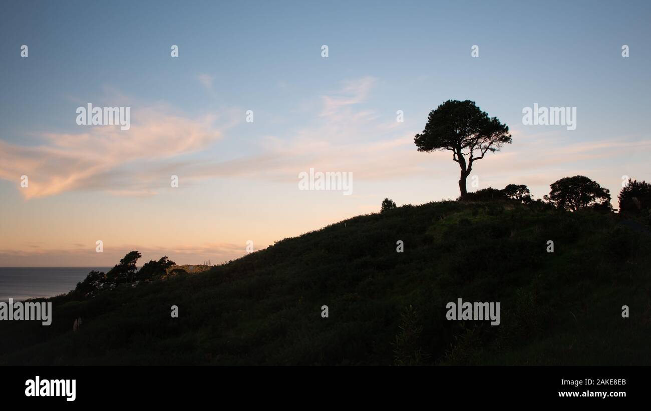Lone tree at sunset on the track to Cathedral cove on the Coromandel ...