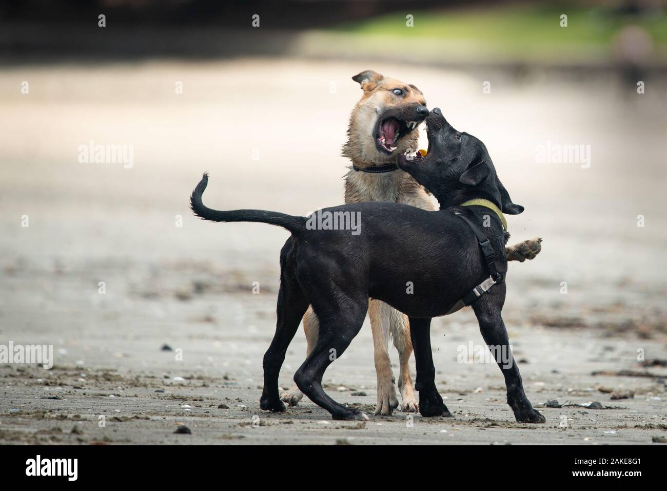A black dog and a brown dog playing on the beach in summer Stock Photo ...
