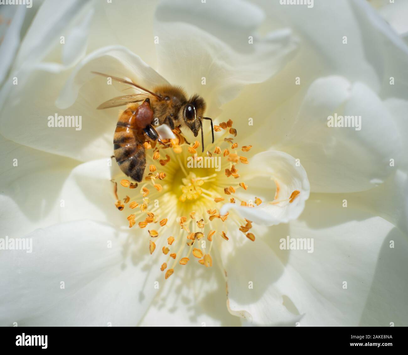 Nectar pure hi-res stock photography and images - Alamy