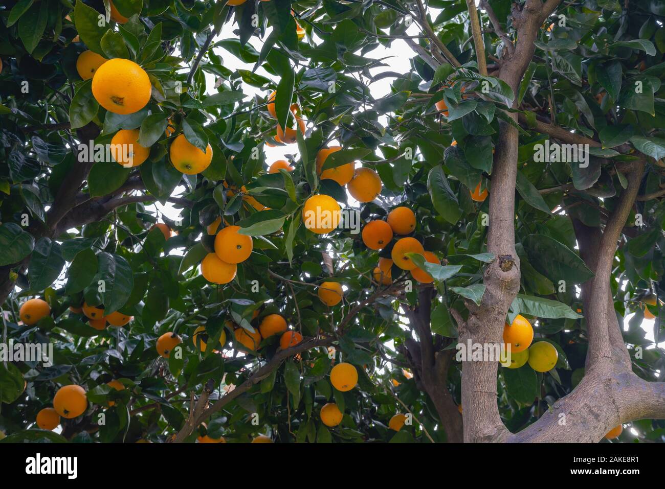 Orange Fruit Bearing Trees