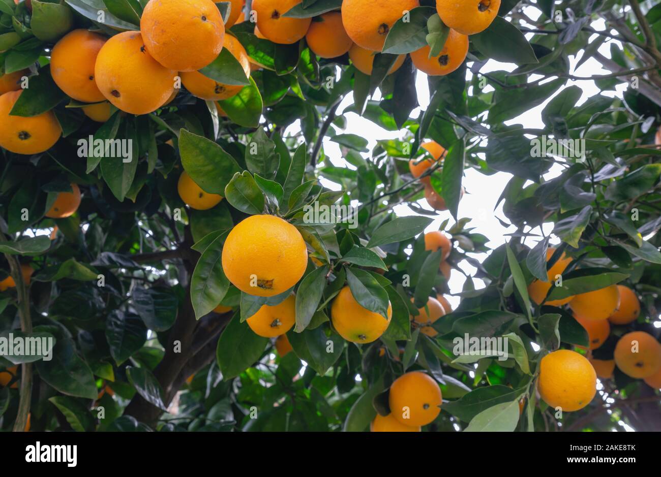 Orange fruits close up. Orange tree bearing full grown fruits Stock ...