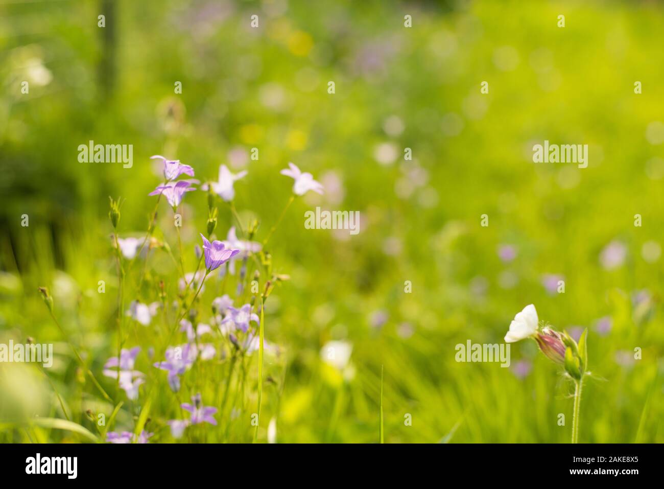 Spring background with beautiful violet flowers. Closeup Stock Photo ...