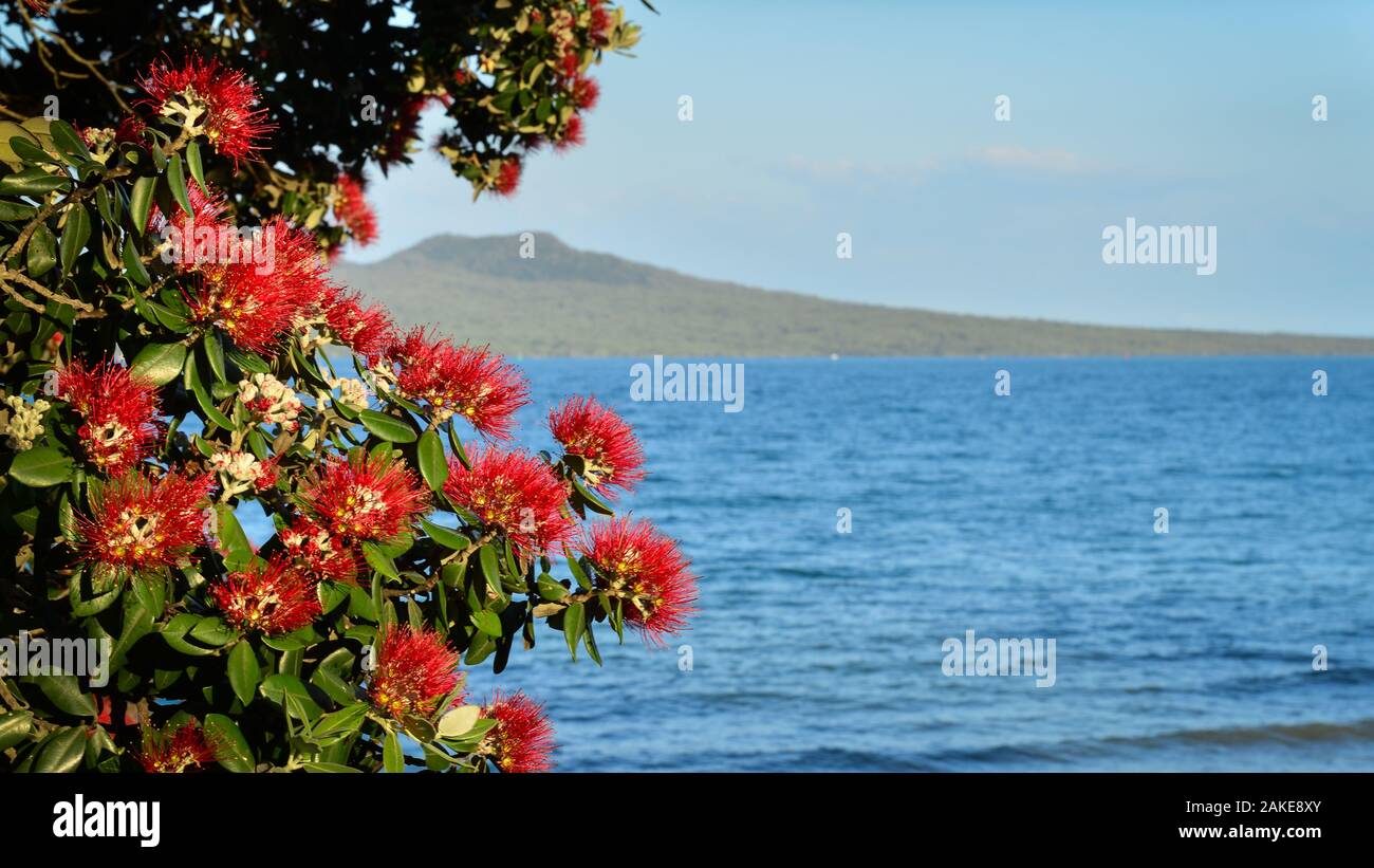 Red pohutukawa flowers frame Rangitoto Island at Takapuna Beach ...