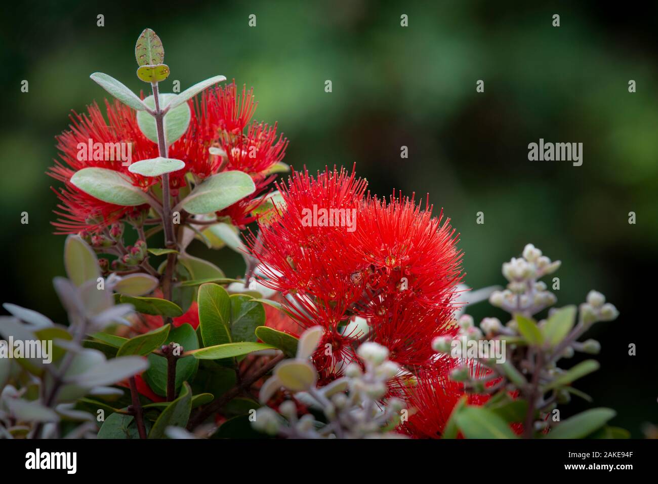 The Pohutukawa tree which is also called the New Zealand Christmas tree ...