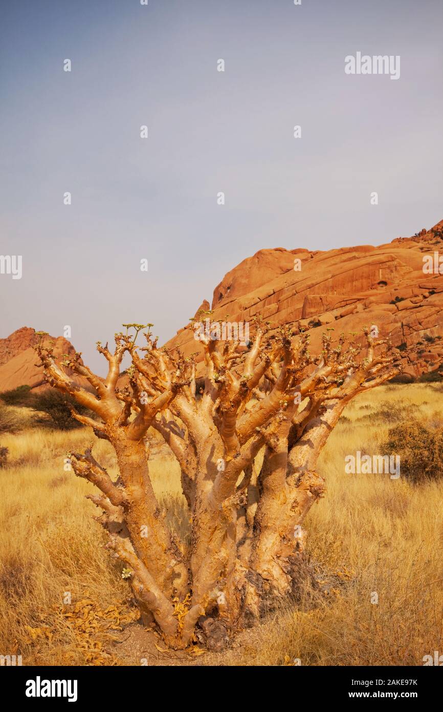 African landscapes -hot yellow bush, trees and blue sky. Conceptual ...