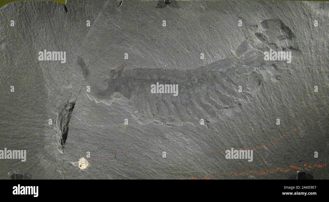 Opabinia Fossil