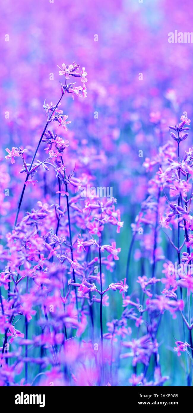Spring background with beautiful pink flowers. Closeup Stock Photo - Alamy