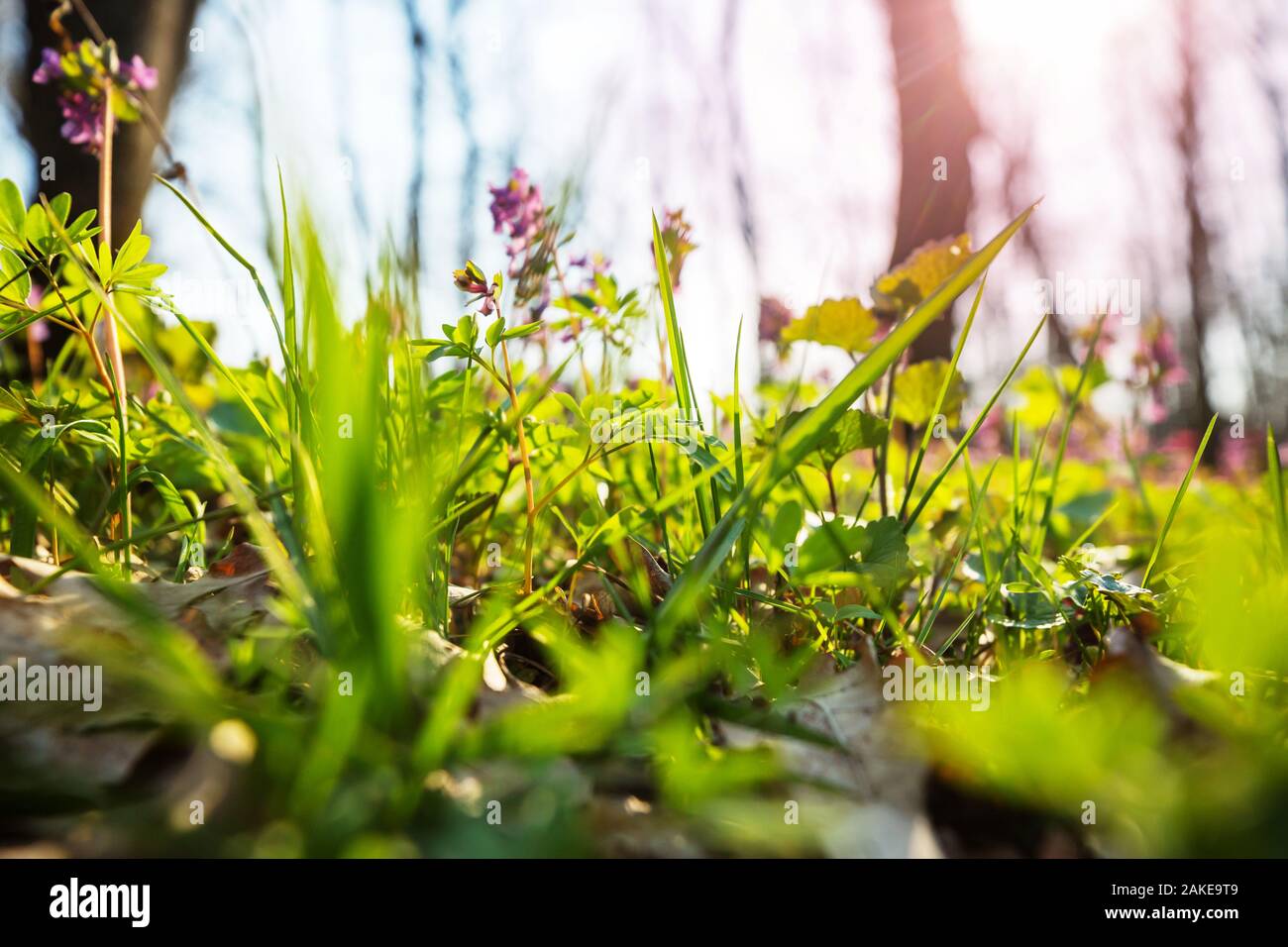 Beautiful woodland landscapes. Spring flowers In the forest Stock Photo ...