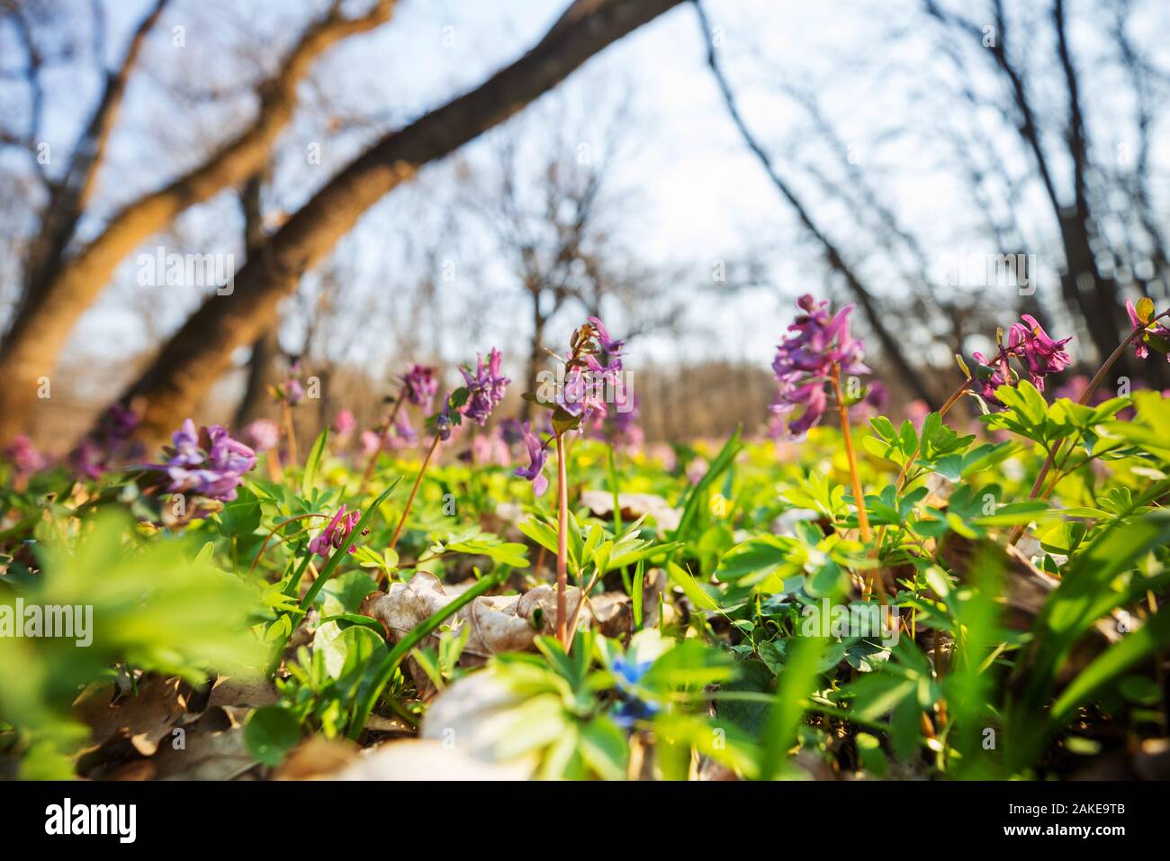 Beautiful woodland landscapes. Spring flowers In the forest Stock Photo ...