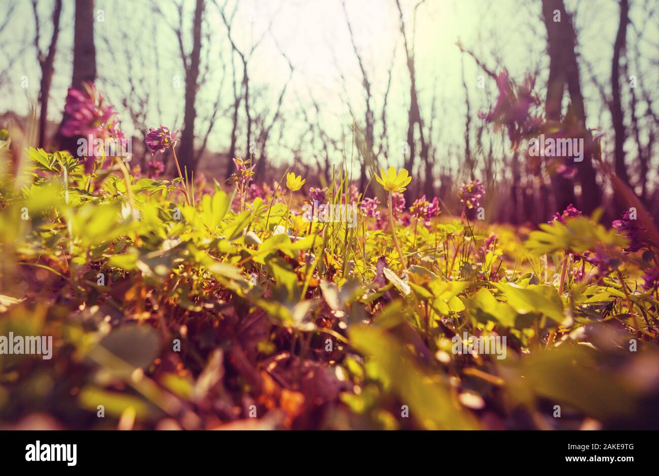 Beautiful woodland landscapes. Spring flowers In the forest Stock Photo ...