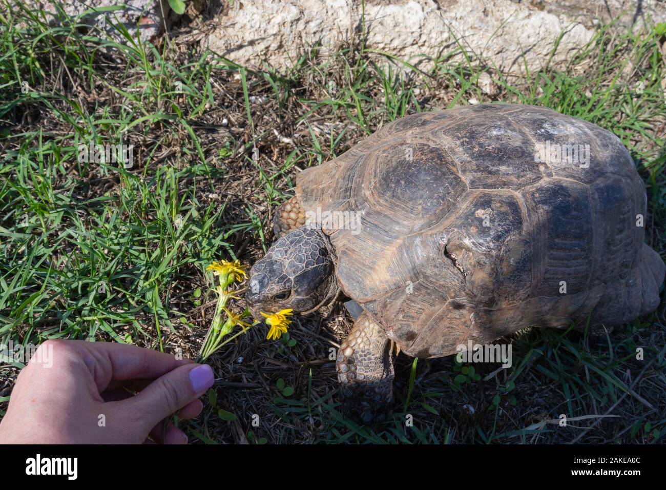 Yellow flowers in field slow hi-res stock photography and images - Alamy