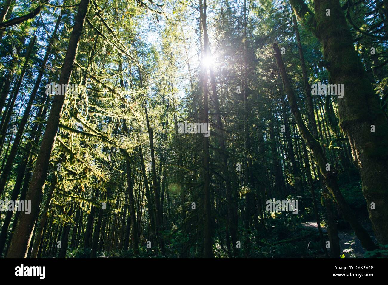 Sun rays in bc forest hi-res stock photography and images - Alamy