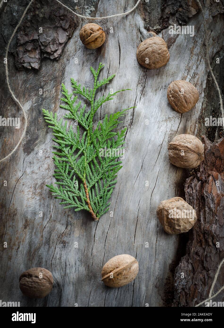 Walnuts on aged wood from a branch of the thuja. Closeup Stock Photo ...
