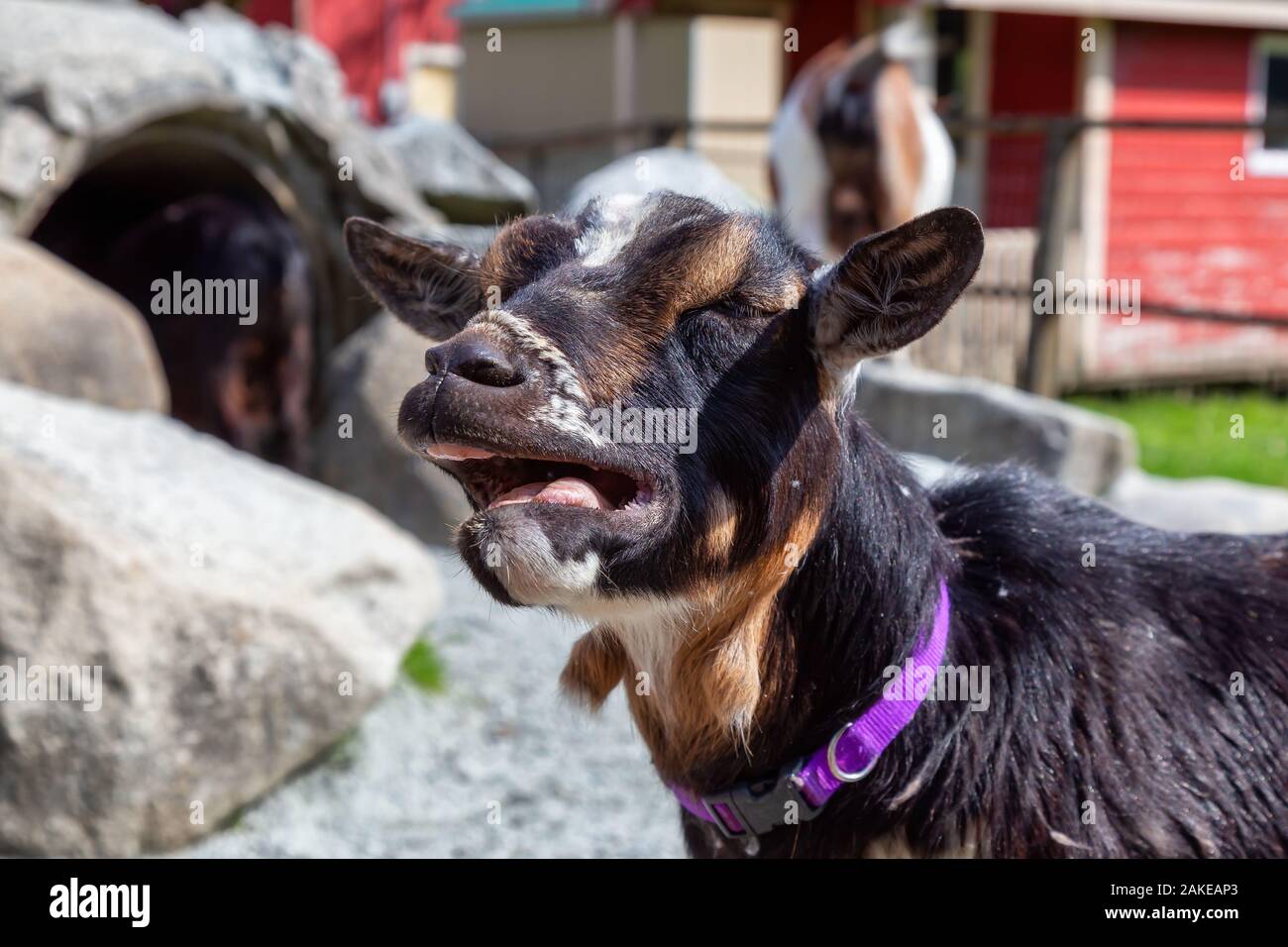 Goat in a farm hi-res stock photography and images - Alamy