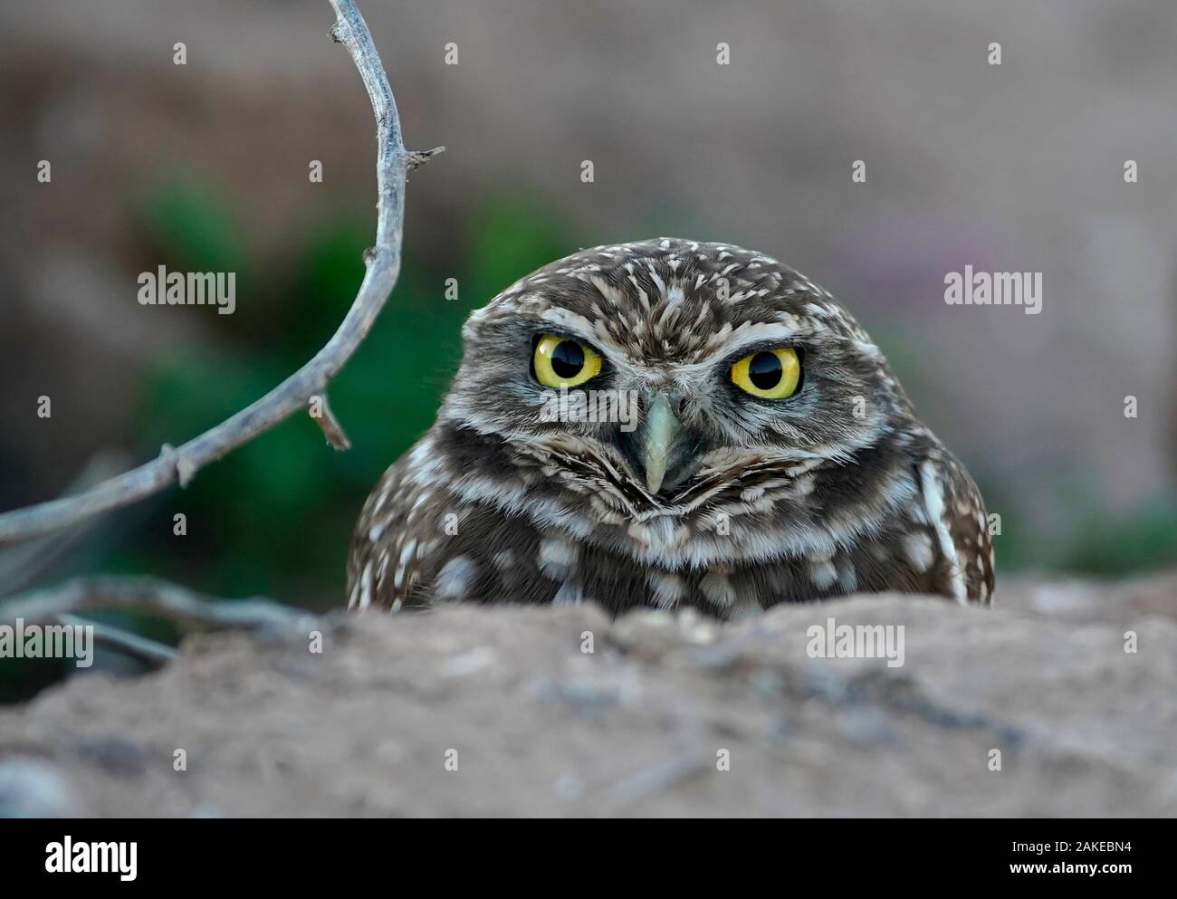 A Burrowing Owl is seen in Arizona Stock Photo - Alamy