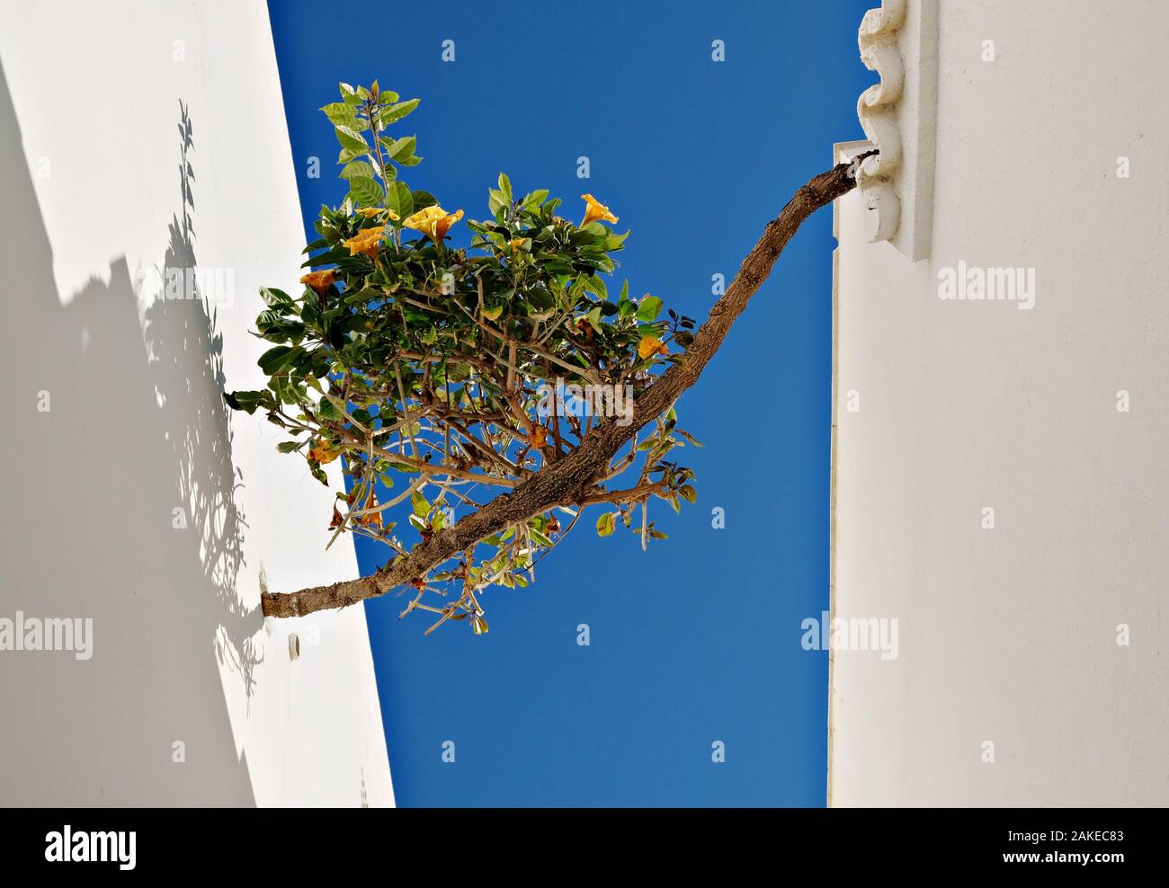 Growth against all odds hi-res stock photography and images - Alamy