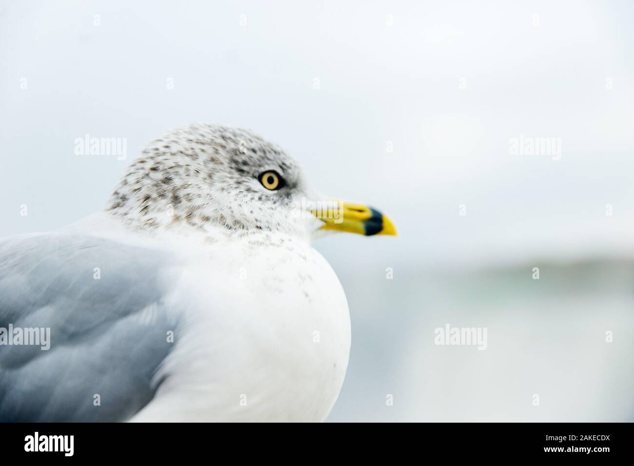 Clear and sharp view of white with grey wings and yellow with color ...