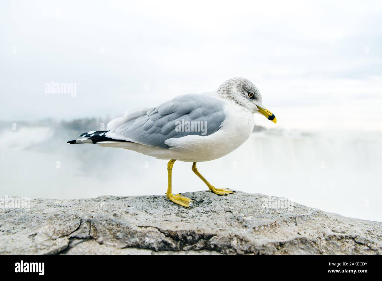 Clear and sharp view of white with grey wings and yellow with color ...