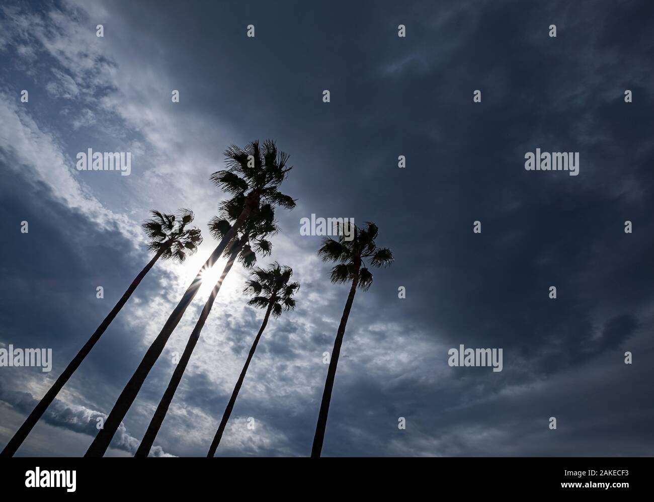Windy weather trees hi-res stock photography and images - Alamy