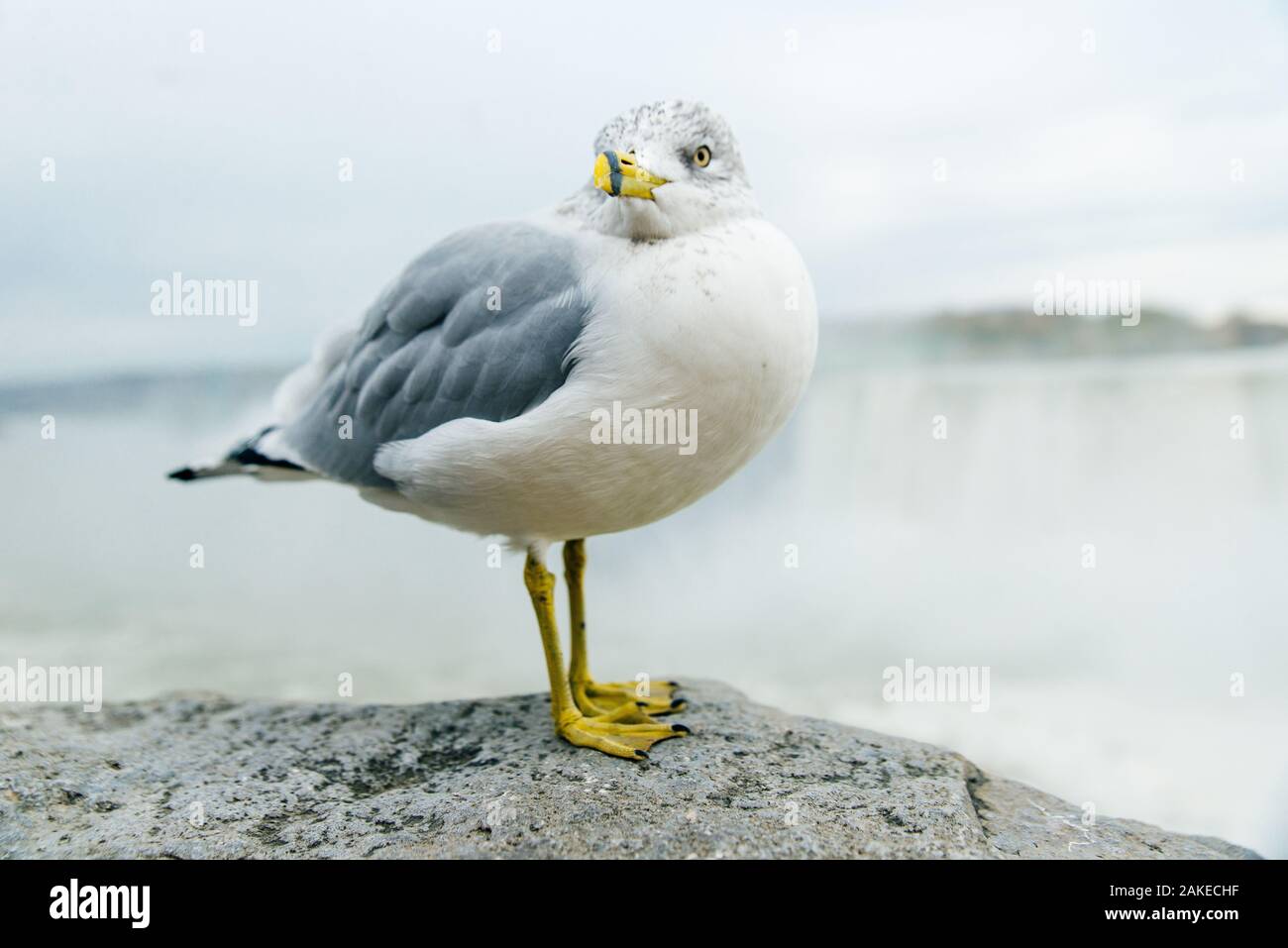 Clear and sharp view of white with grey wings and yellow with color ...