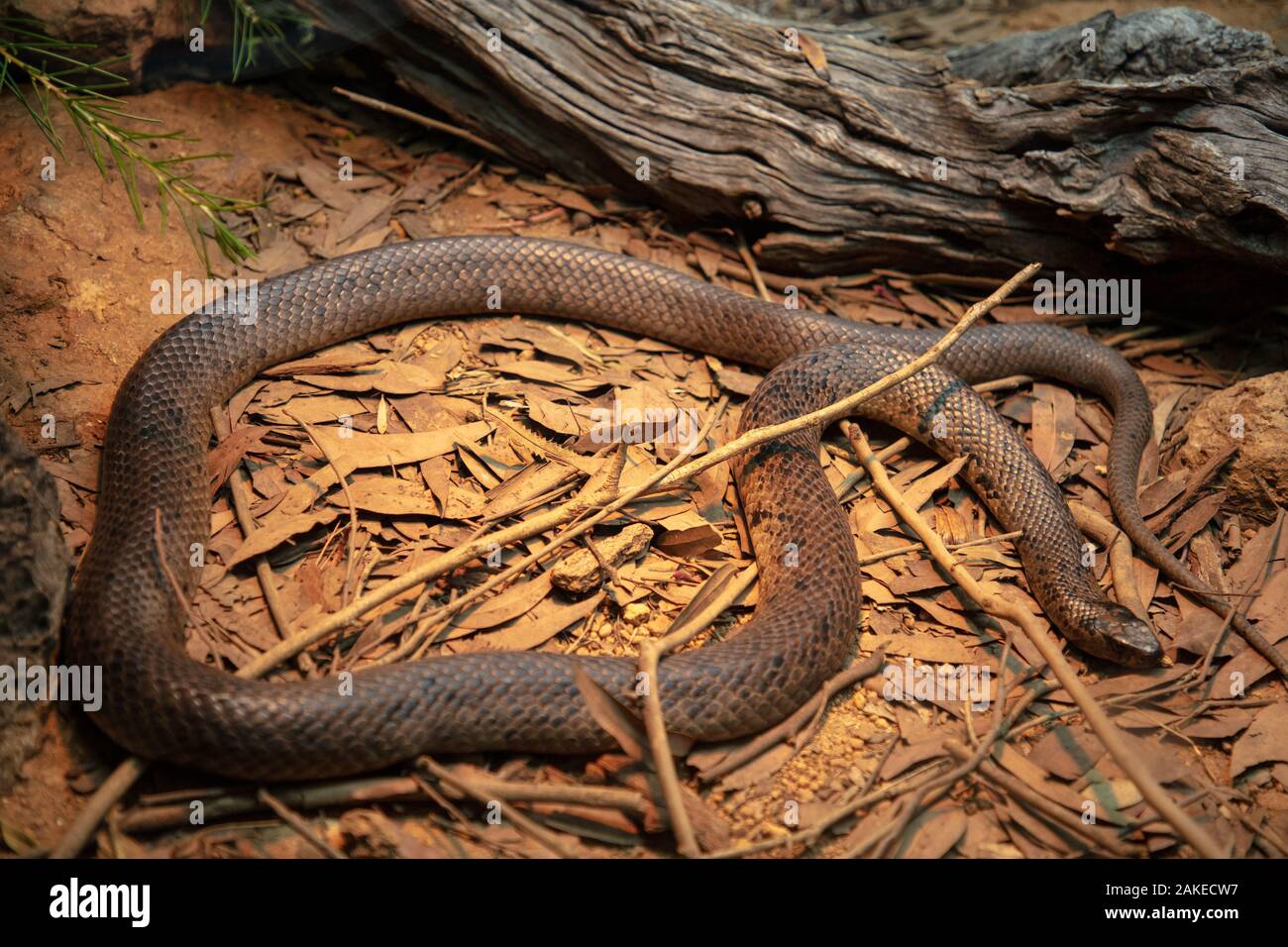 Dugite venomous brown hi-res stock photography and images - Alamy