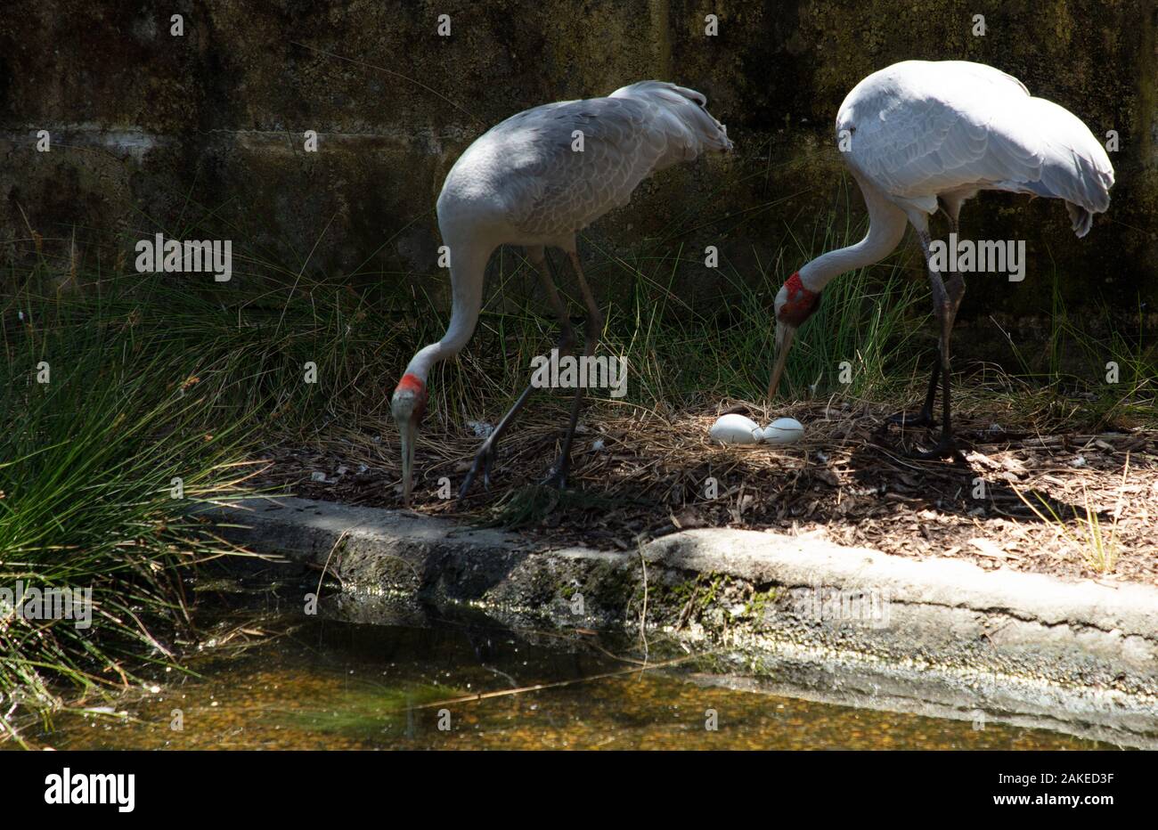 Nesting couple cranes hi-res stock photography and images - Alamy