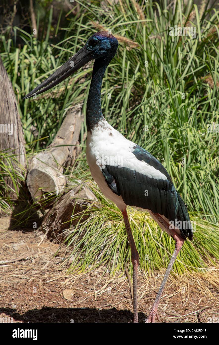 Large and tall black necked stork or Jabiru seen in Perth Zoo, Western ...
