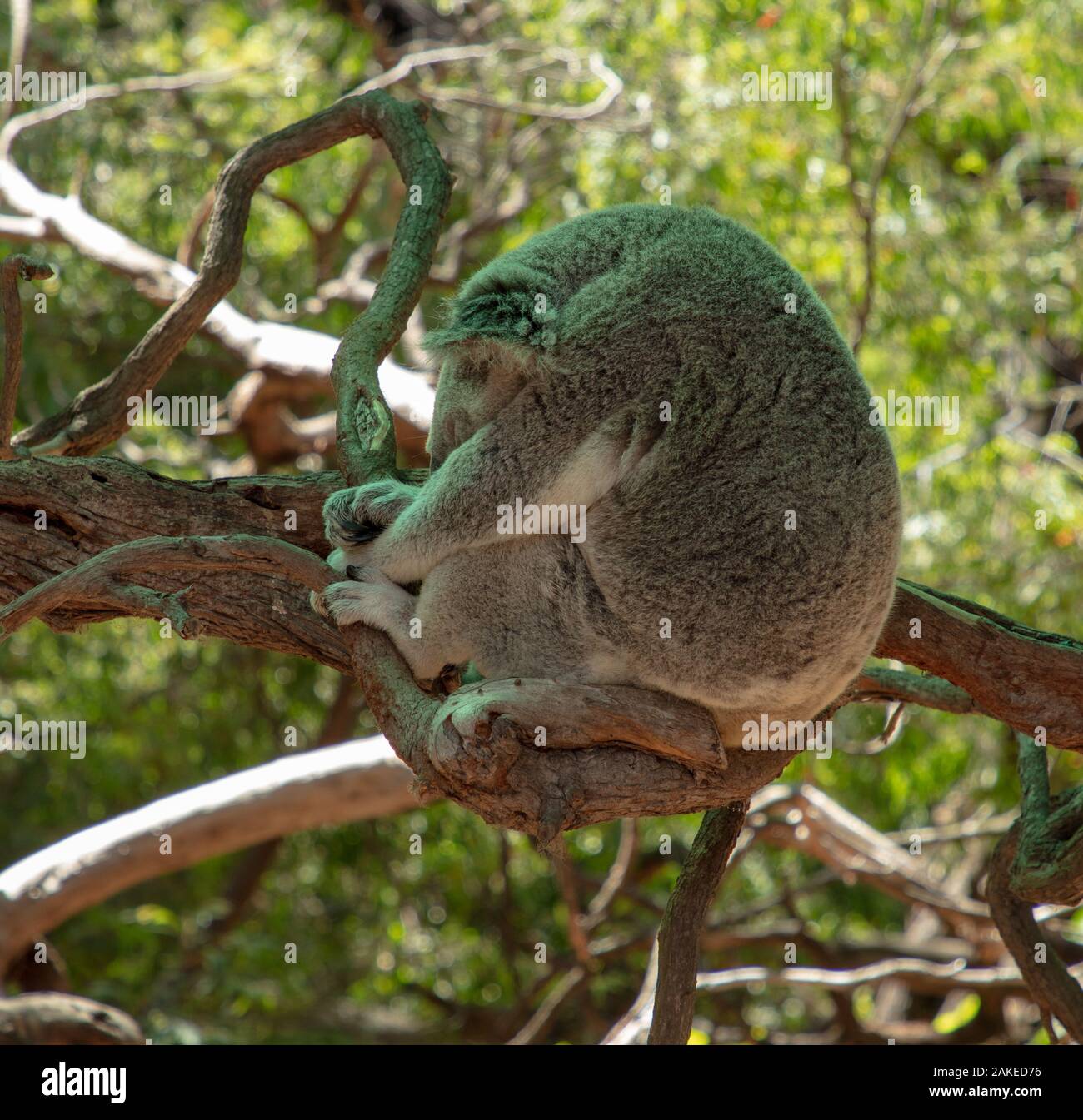 Koala bear seen dozing in a tree in Perth Zoo, Western Australia, early ...