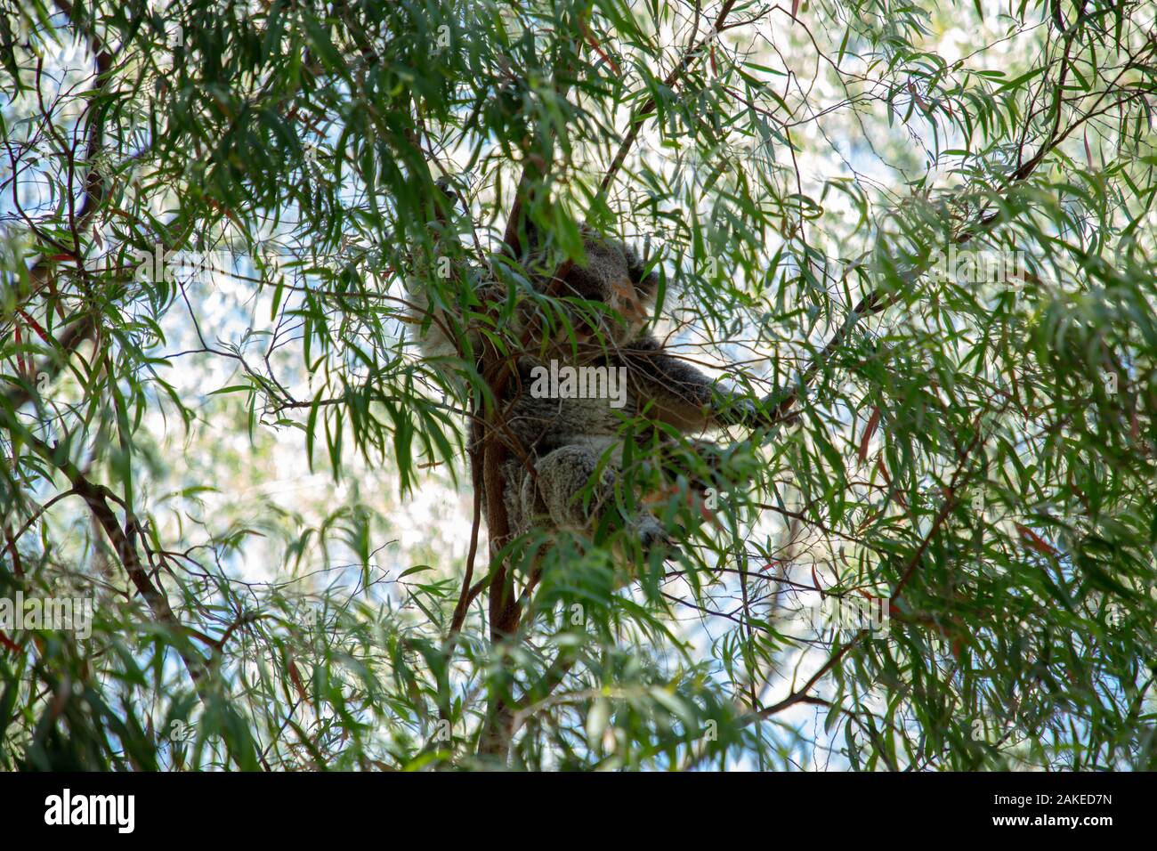 Koala bear seen dozing in a tree in Perth Zoo, Western Australia, early ...