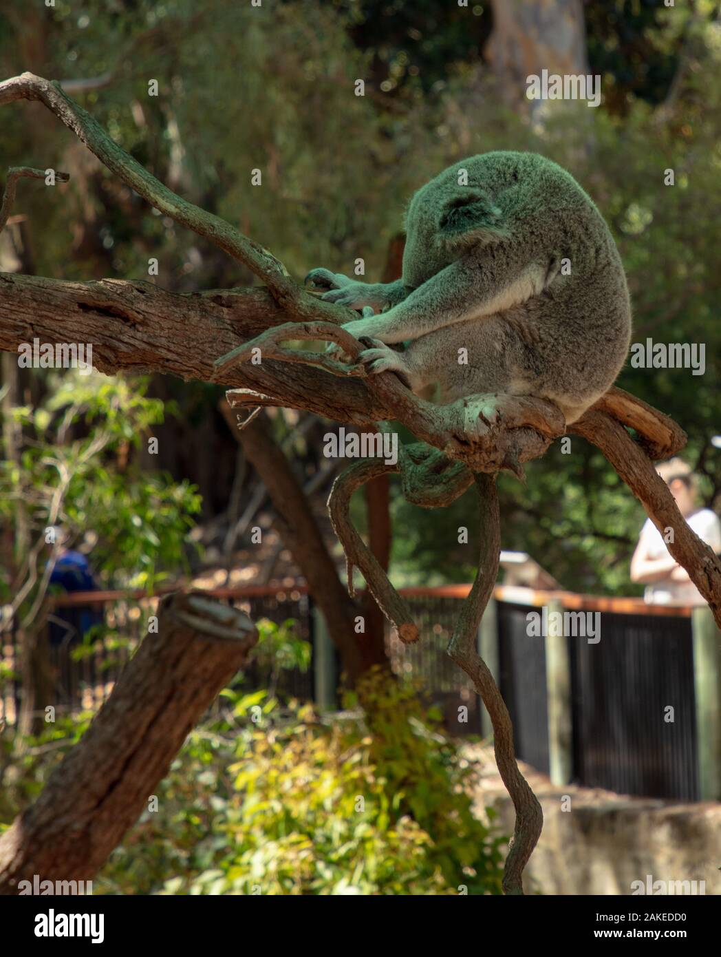 Koala bear seen dozing in a tree in Perth Zoo, Western Australia, early ...
