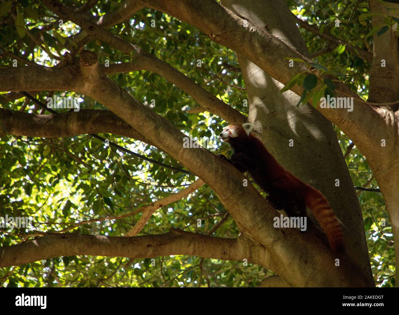 Red Panda seen climbing a tall tree in Perth Zoo, Western Australia in ...