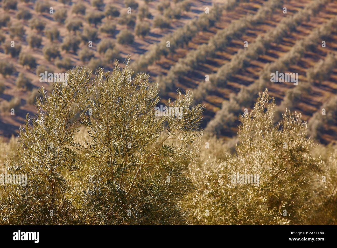 Olive tree fields in Andalusia. Spanish agricultural harvest landscape ...
