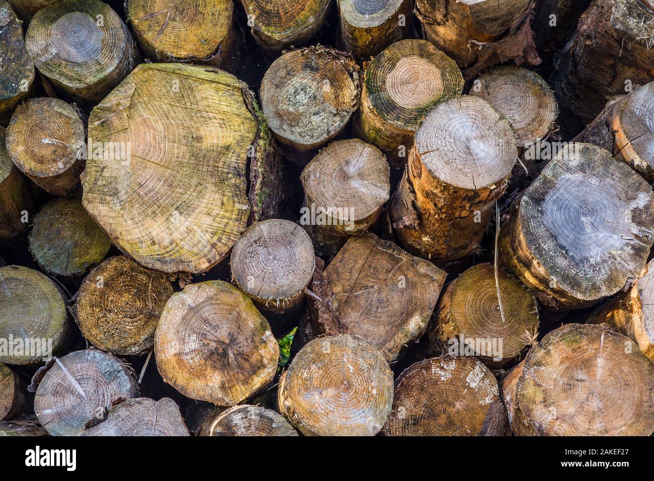 A log pile Stock Photo - Alamy
