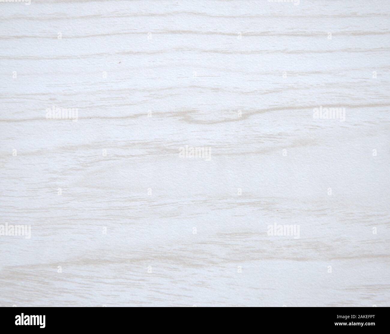 Bleached oak texture of natural wood on a slice closeup. Background ...