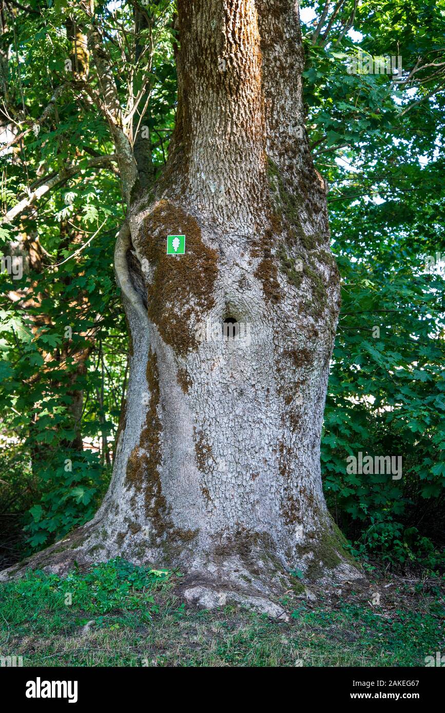 Old oak tree is growing on countryside Stock Photo - Alamy