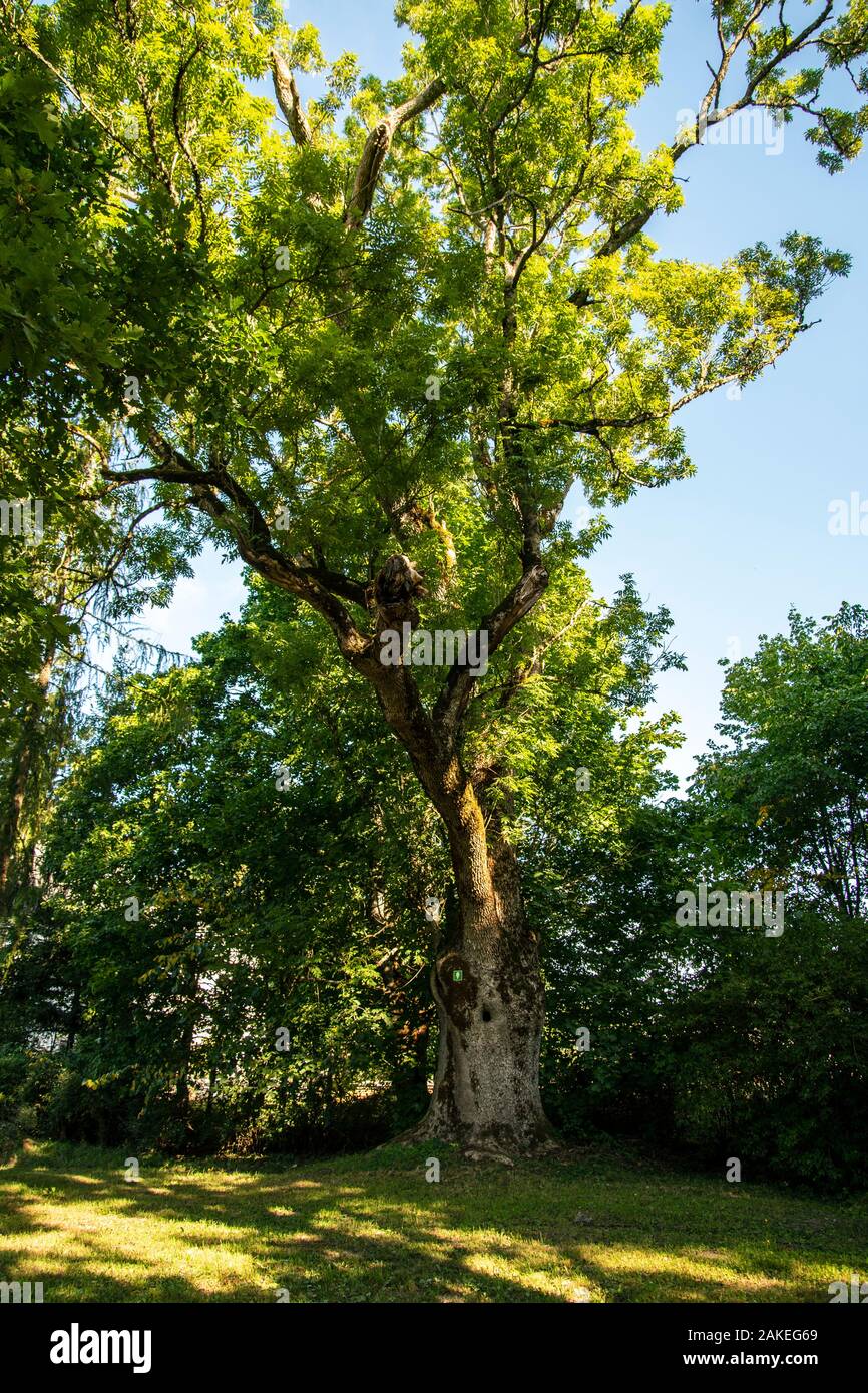Old oak tree is growing on countryside Stock Photo - Alamy